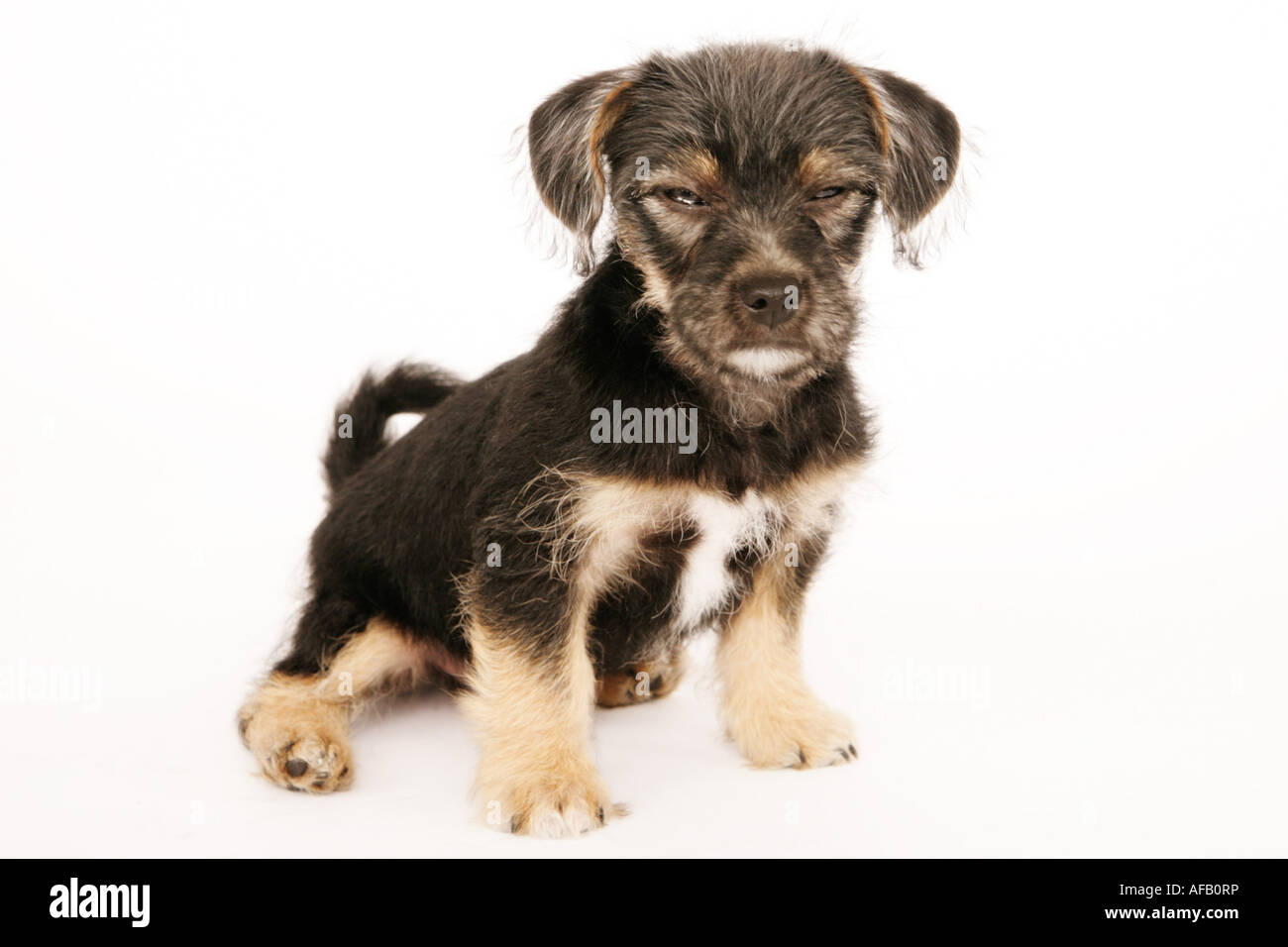 Puppy isolated on white Stock Photo - Alamy