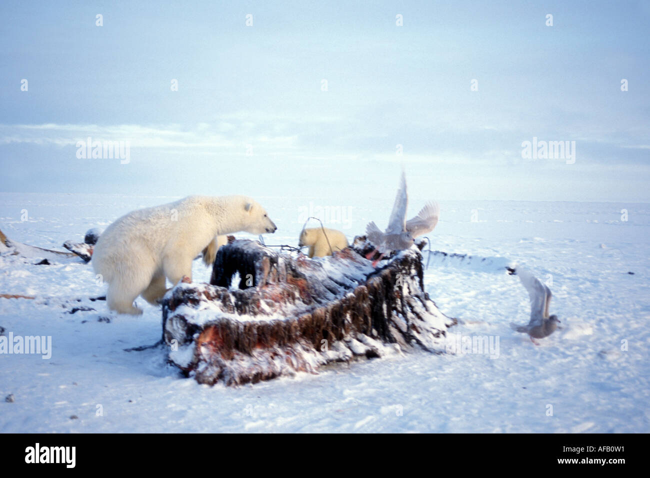 polar bear Ursus maritimus sow with cubs scavenging a bowhead whale ...