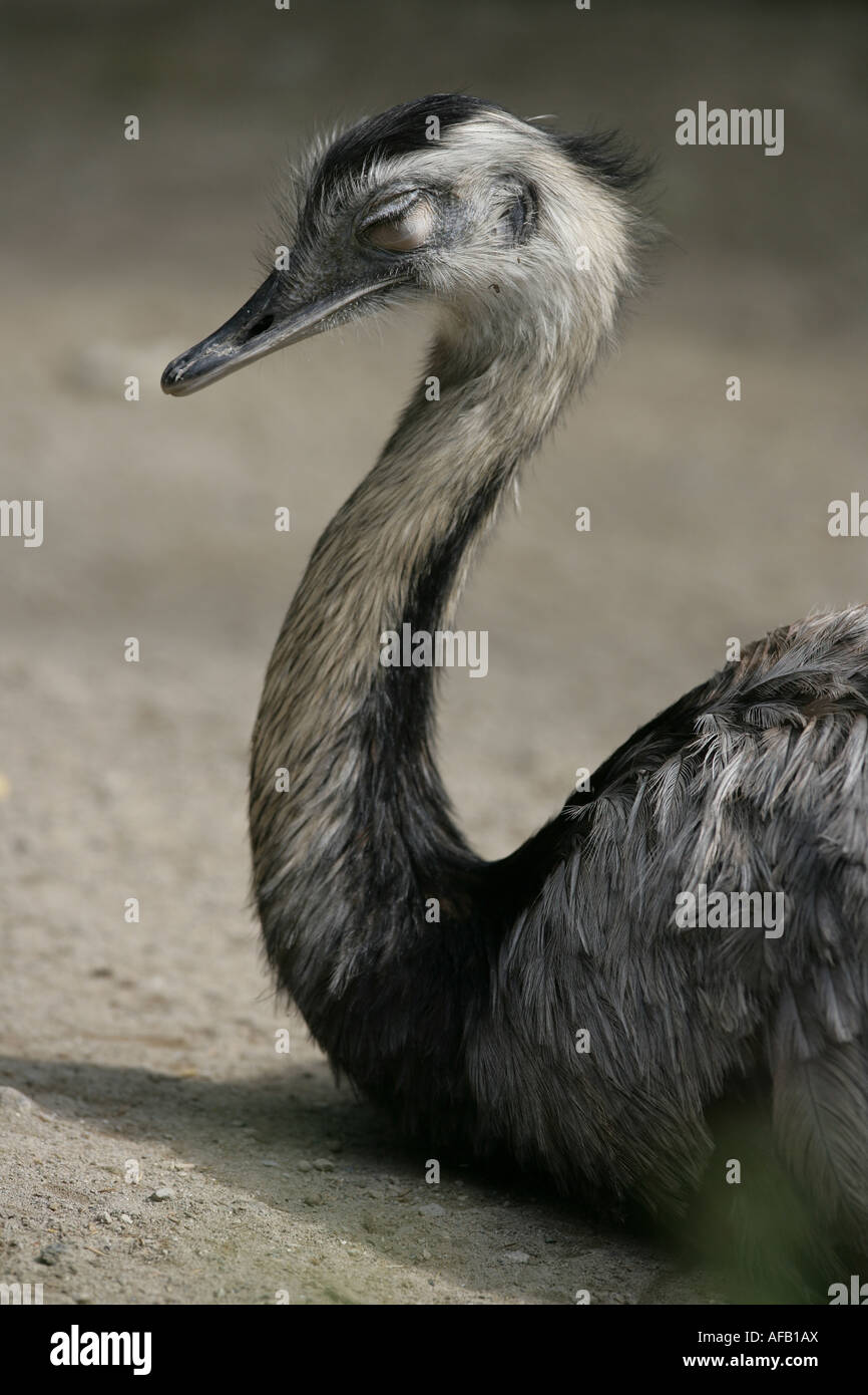 American Rhea or Common Rhea - Rhea americana Stock Photo - Alamy