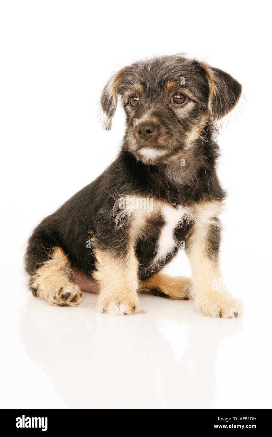 Puppy isolated on white Stock Photo - Alamy