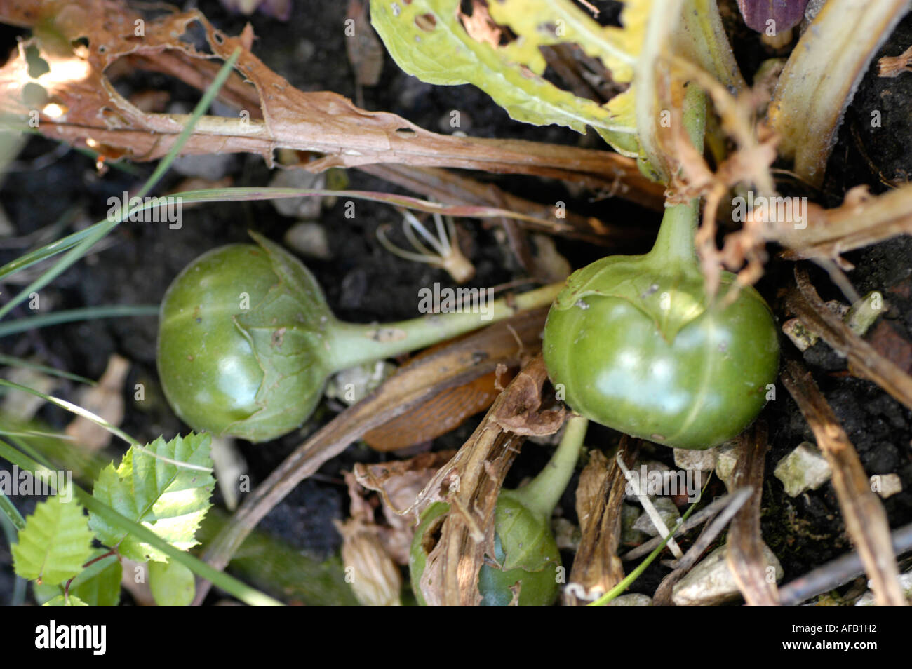 Green globular succulent berries of Mandrake, Mandragora officinarum ...