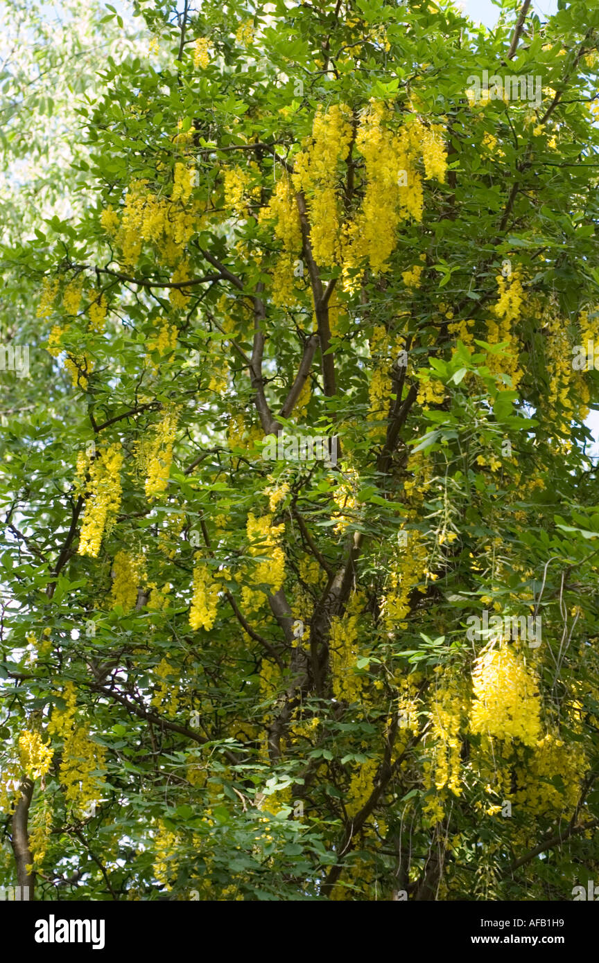 Yellow flowers on goldenchain or golden chain tree Laburnum x wateren ...