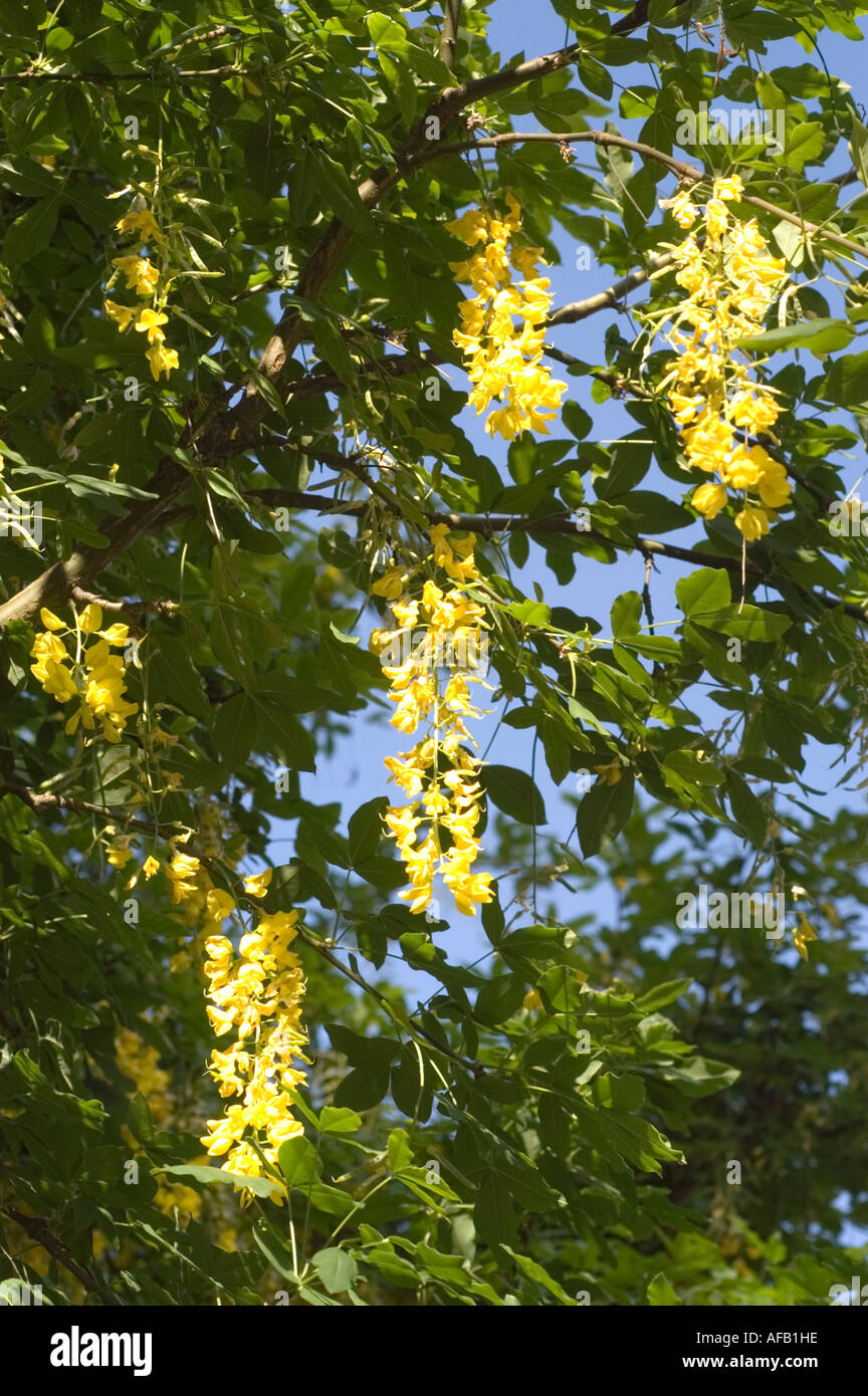 Yellow flowers on goldenchain or golden chain tree Laburnum x wateren ...