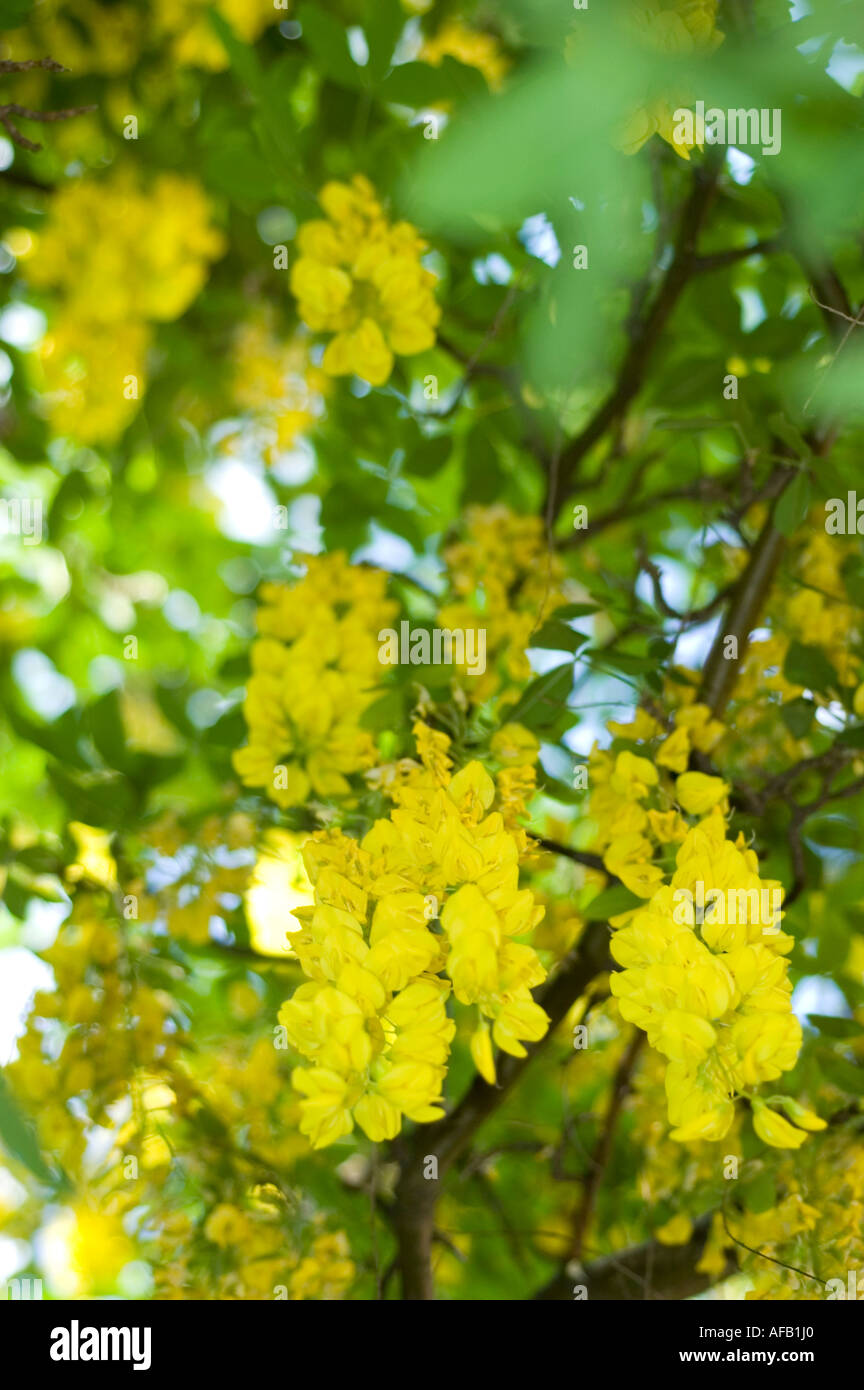 Goldenchain hi-res stock photography and images - Alamy