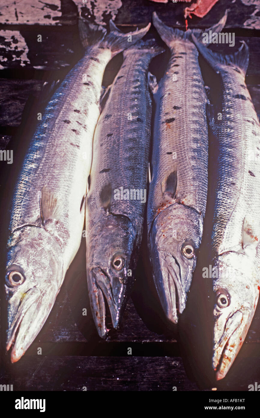 fisherman sells fresh barracuda Isla Mujeres Yucatan Peninsula Mexico ...