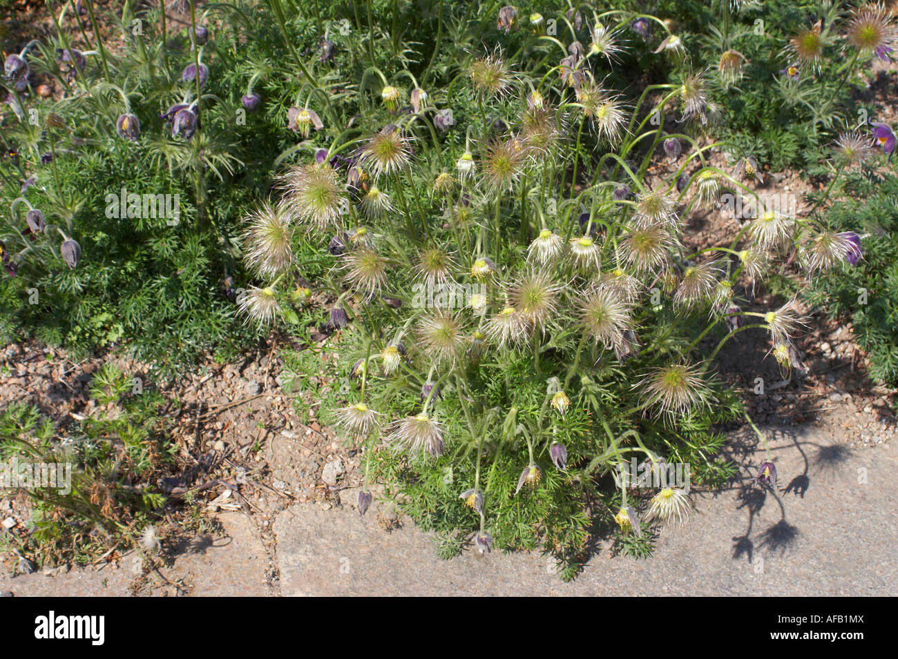 A pasque flower pasqueflower Pulsatilla halleri Stock Photo - Alamy