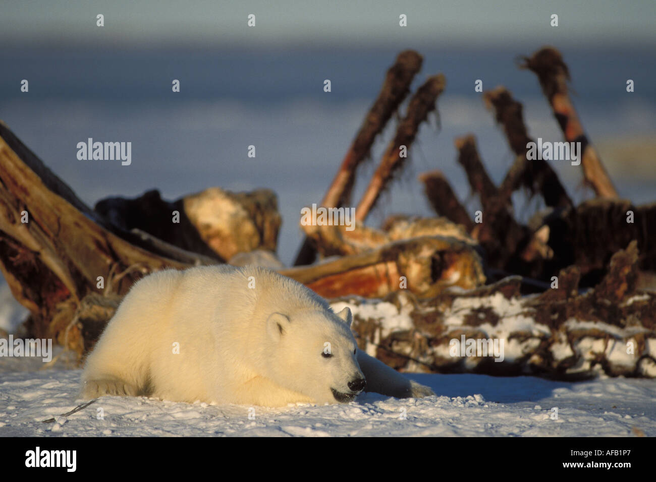 polar bear Ursus maritimus cub with bowhead whale Balaena mysticetus ...