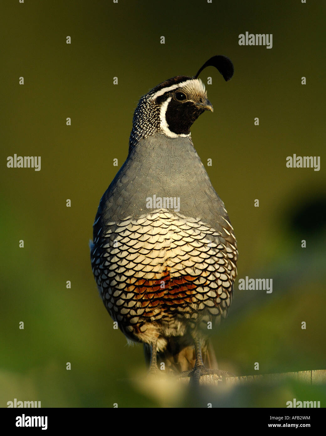 Male California quail (Callipepla californica Stock Photo - Alamy