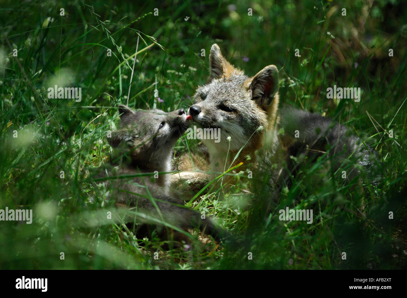 Gray fox (Urocyon cinereoargenteus) parent and kit Stock Photo - Alamy
