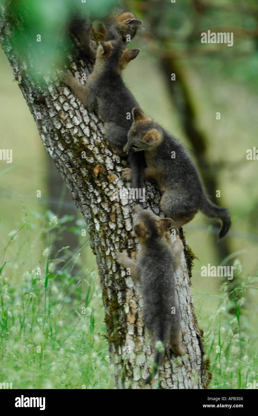 Gray fox (Urocyon cinereoargenteus) kits climbing tree and playing ...