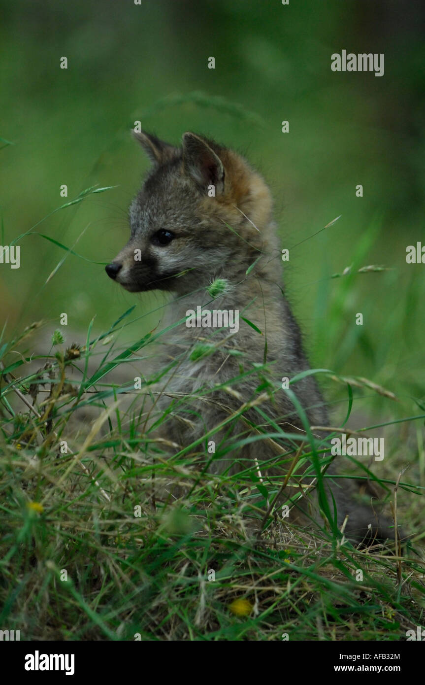 Gray fox (Urocyon cinereoargenteus) kit, sitting, observing, portrait ...