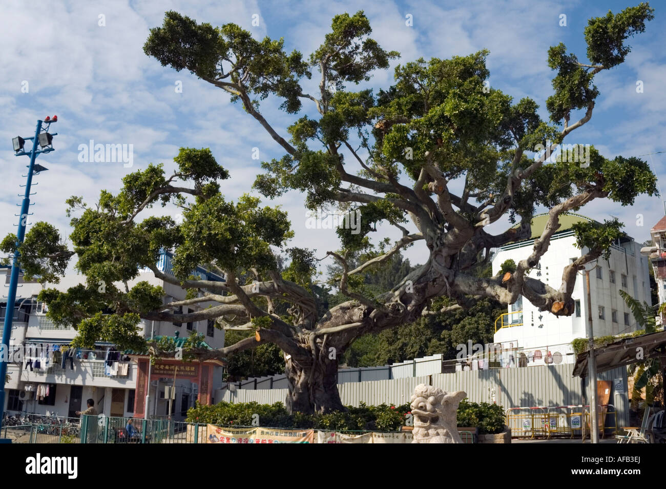 Banyan tree hong kong hi-res stock photography and images - Alamy