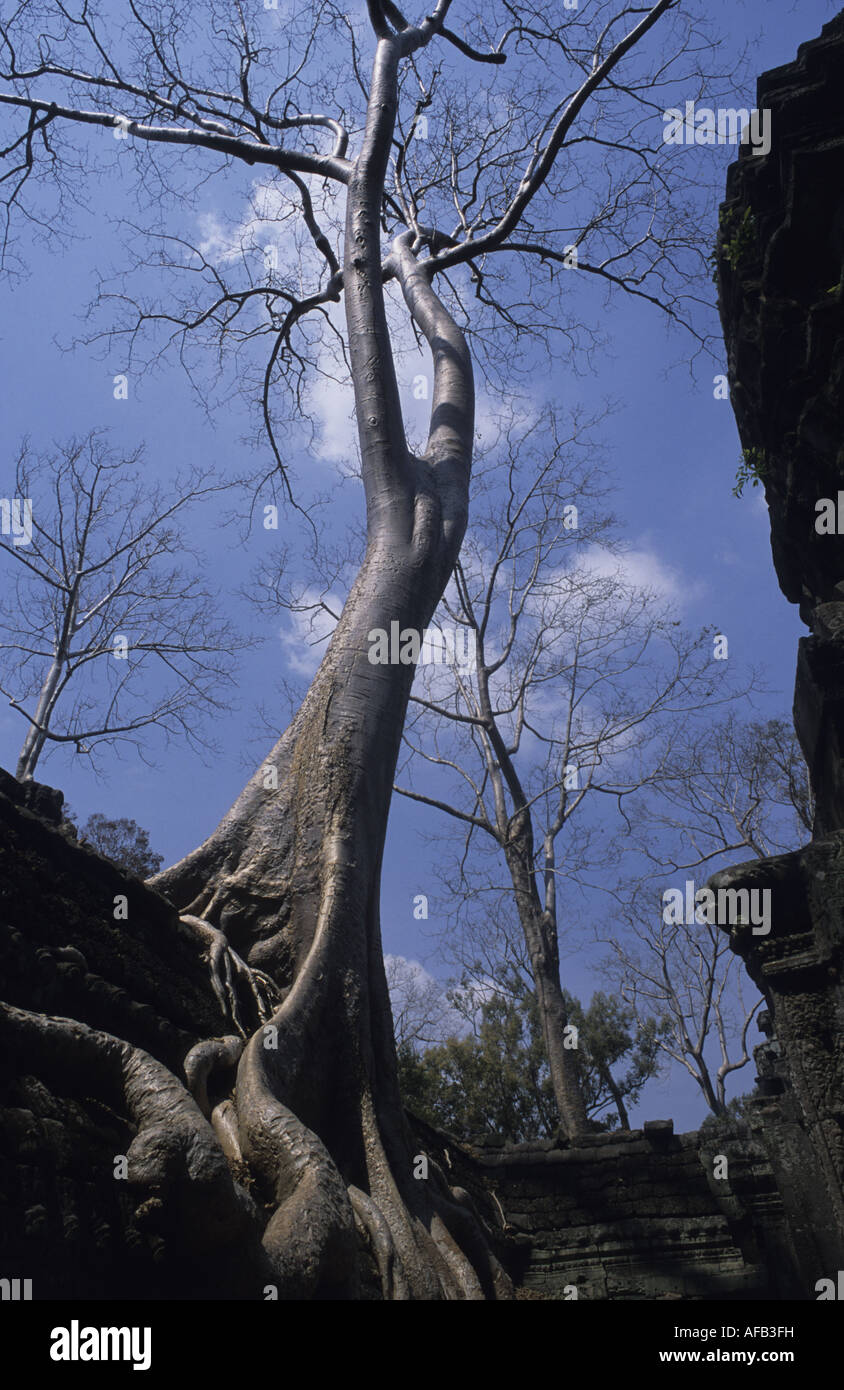 Cambodia .Tree roots take over the ruins of Ankor Wat, ancient ...