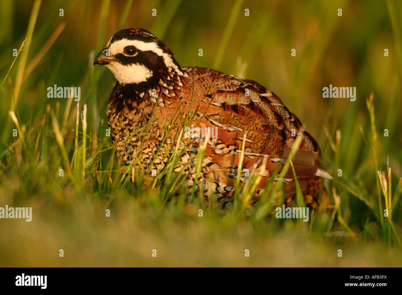 Northern bobwhite (Colinus virginianus Stock Photo - Alamy