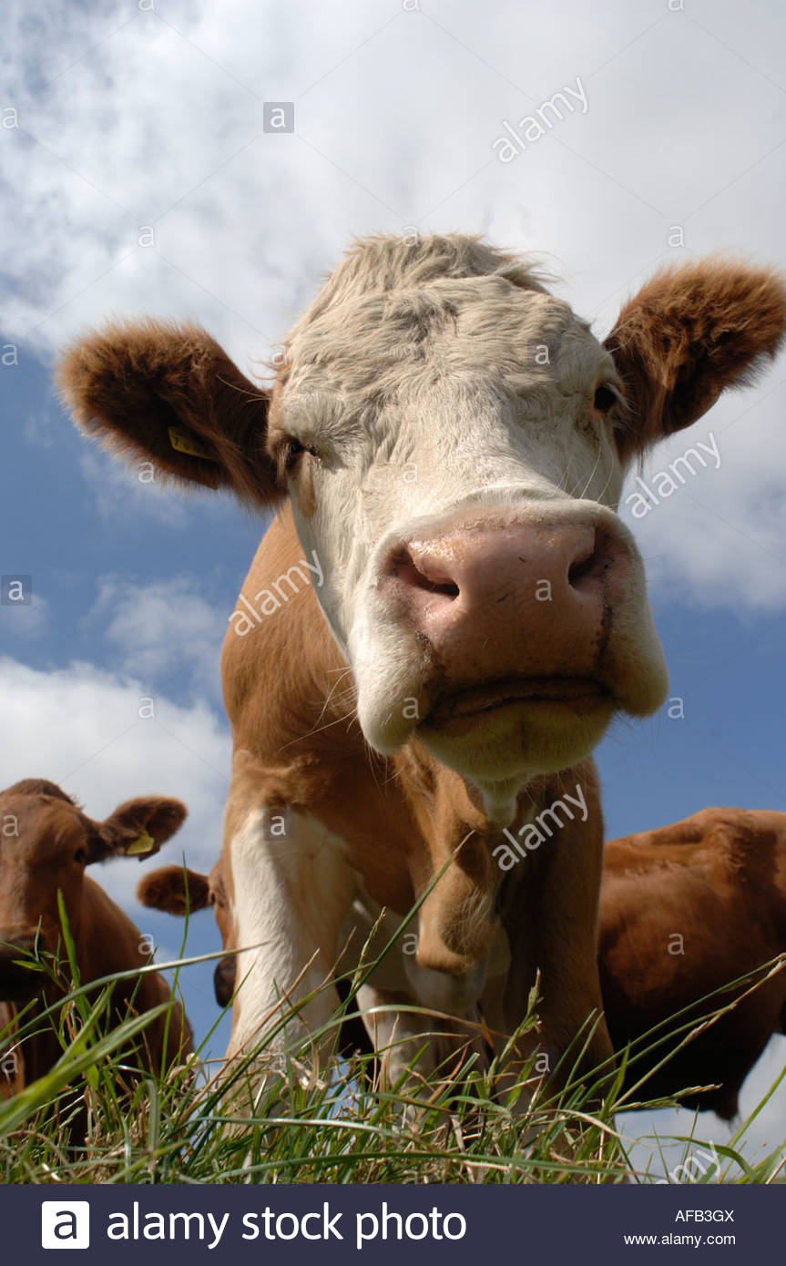 Guernsey Cow Stock Photos & Guernsey Cow Stock Images - Alamy