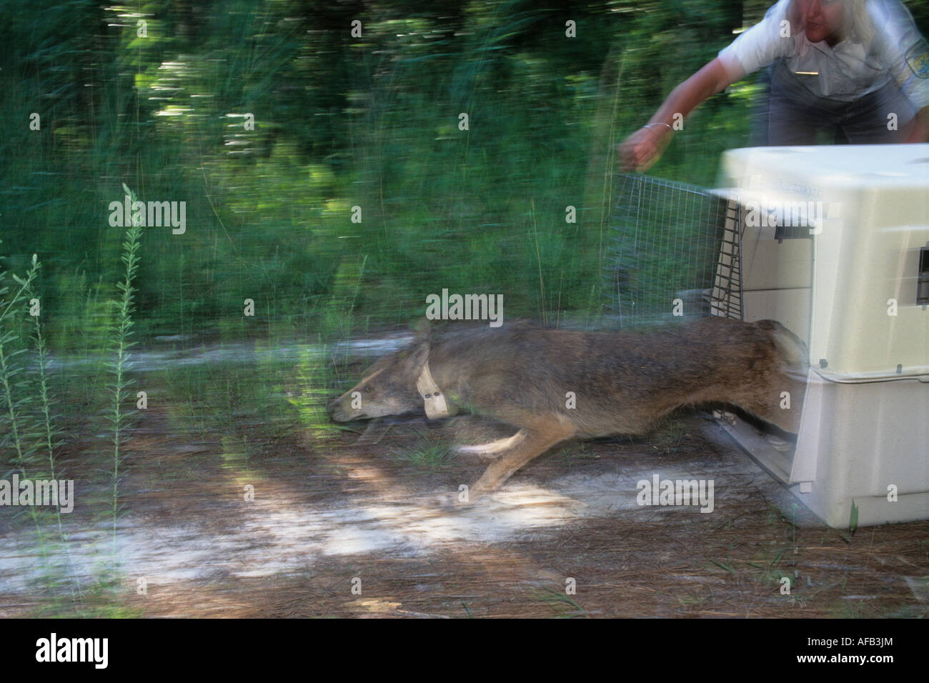 Endangered red wolf canis rufus hi-res stock photography and images - Alamy