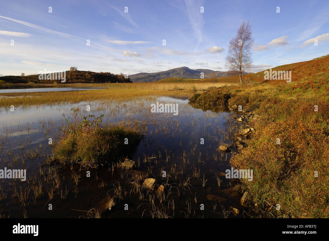 Autumnal landscape with dried grasses and reeds with a small tree ...