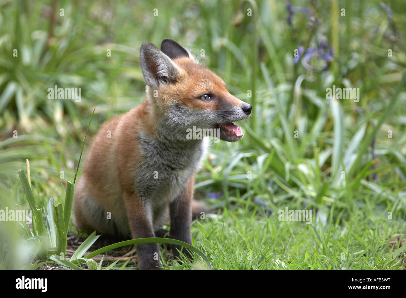 Red Fox Cub (Vulpes vulpes Stock Photo - Alamy