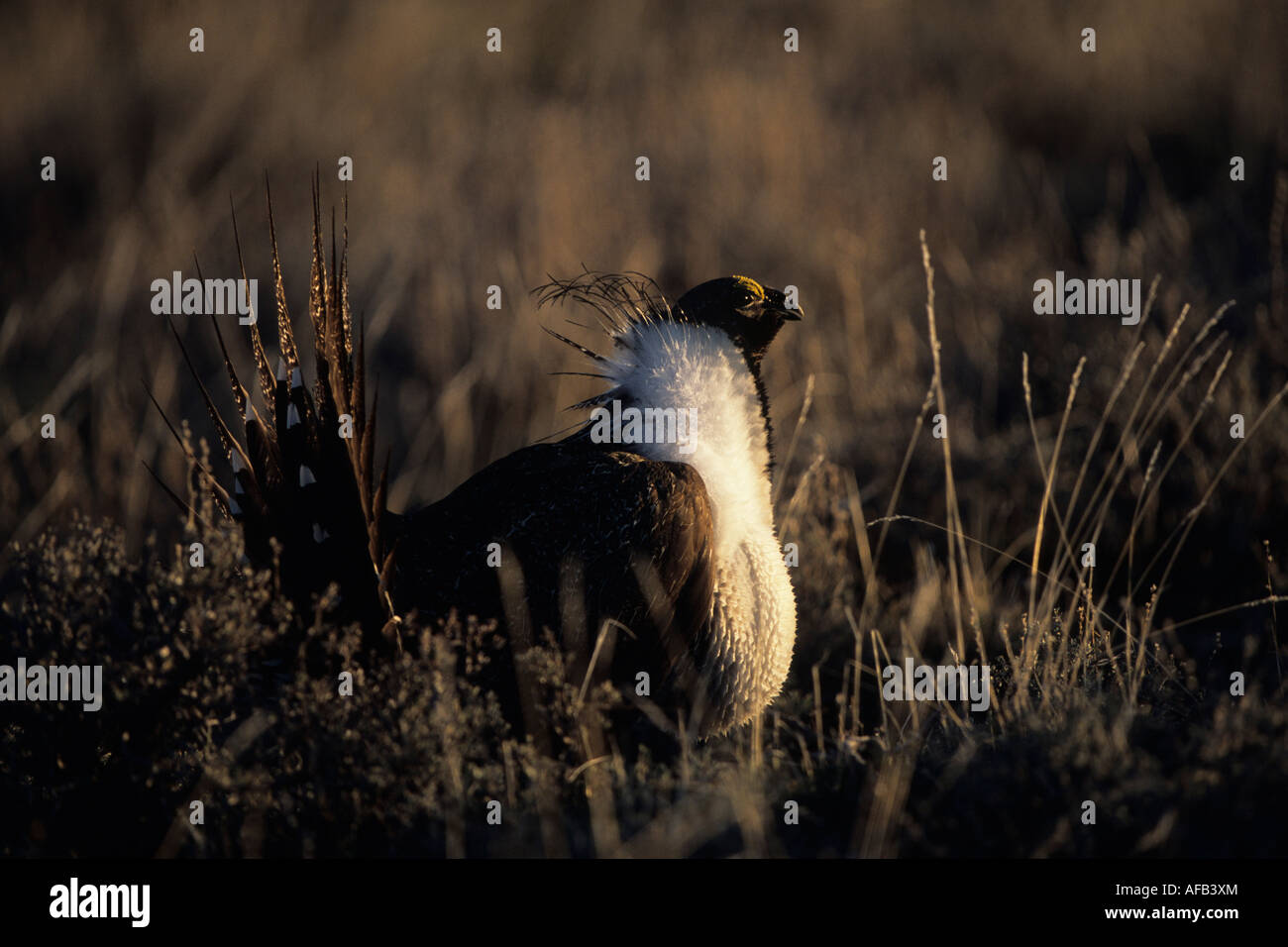 Greater sage-grouse (Centrocercus urophasianus Stock Photo - Alamy