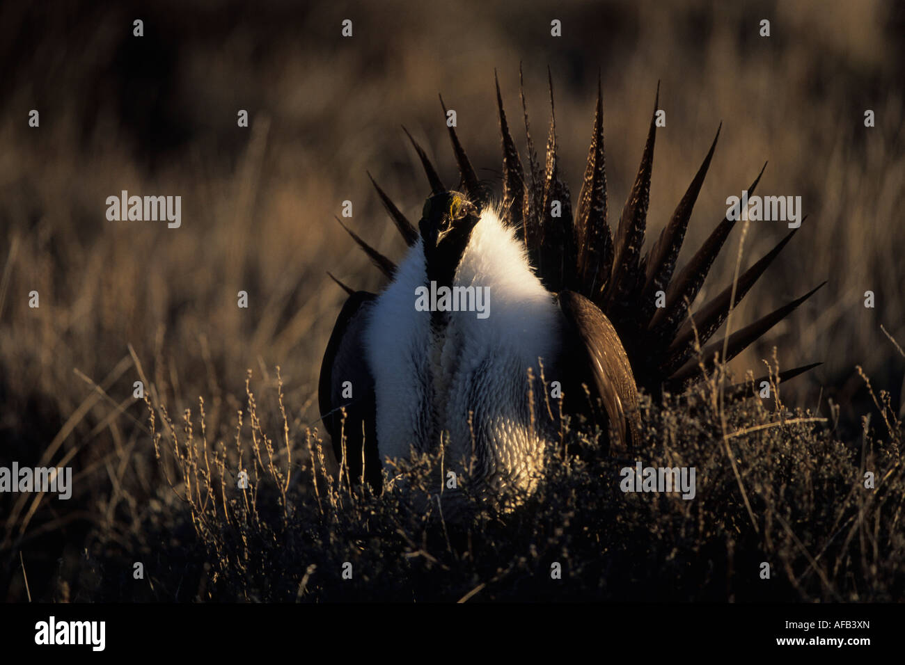 Greater sage-grouse (Centrocercus urophasianus Stock Photo - Alamy