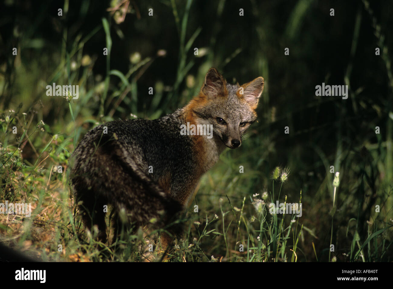 Gray fox (Urocyon cinereoargenteus), observing den site before leaving ...