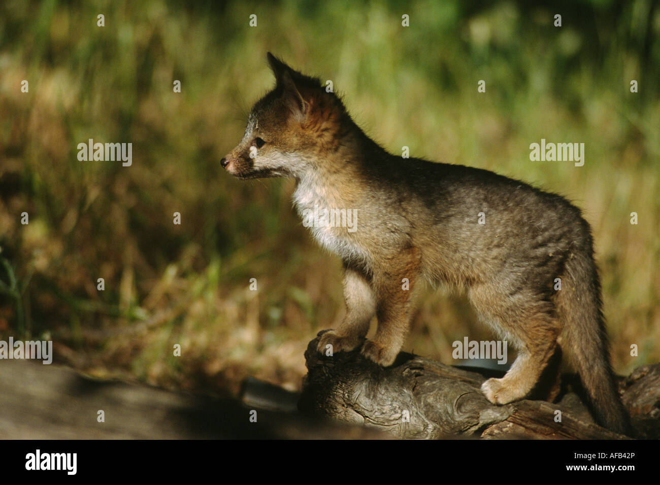 Gray fox (Urocyon cinereoargenteus) kit, portrait Stock Photo - Alamy
