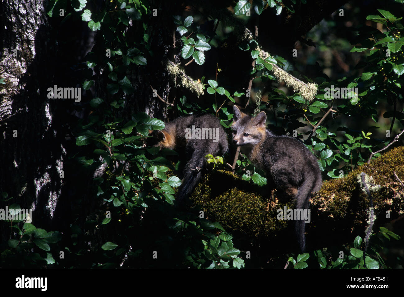 Gray fox (Urocyon cinereoargenteus) kits climbing tree Stock Photo - Alamy