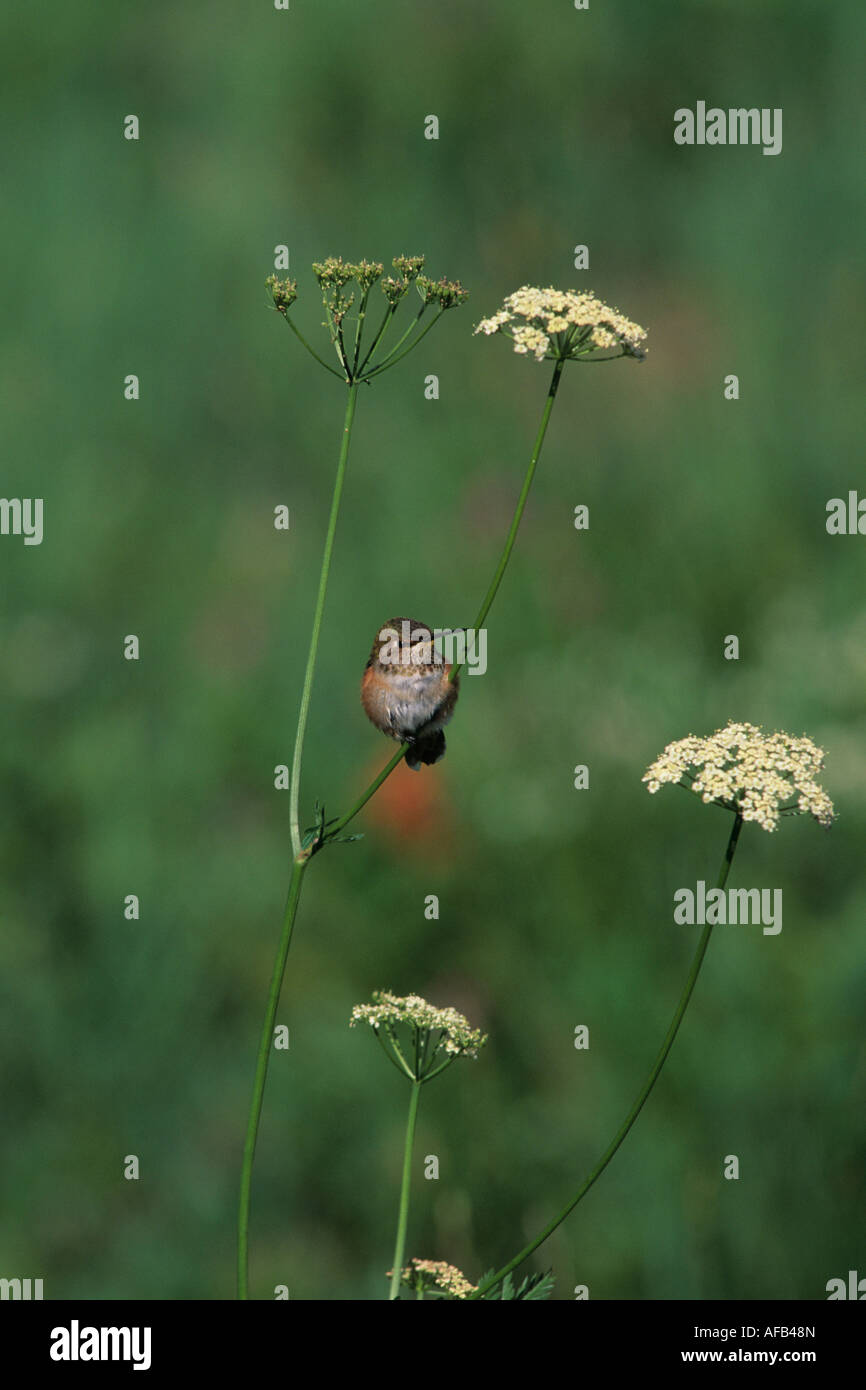 Female rufous hummingbird (Selasphorus rufus Stock Photo - Alamy