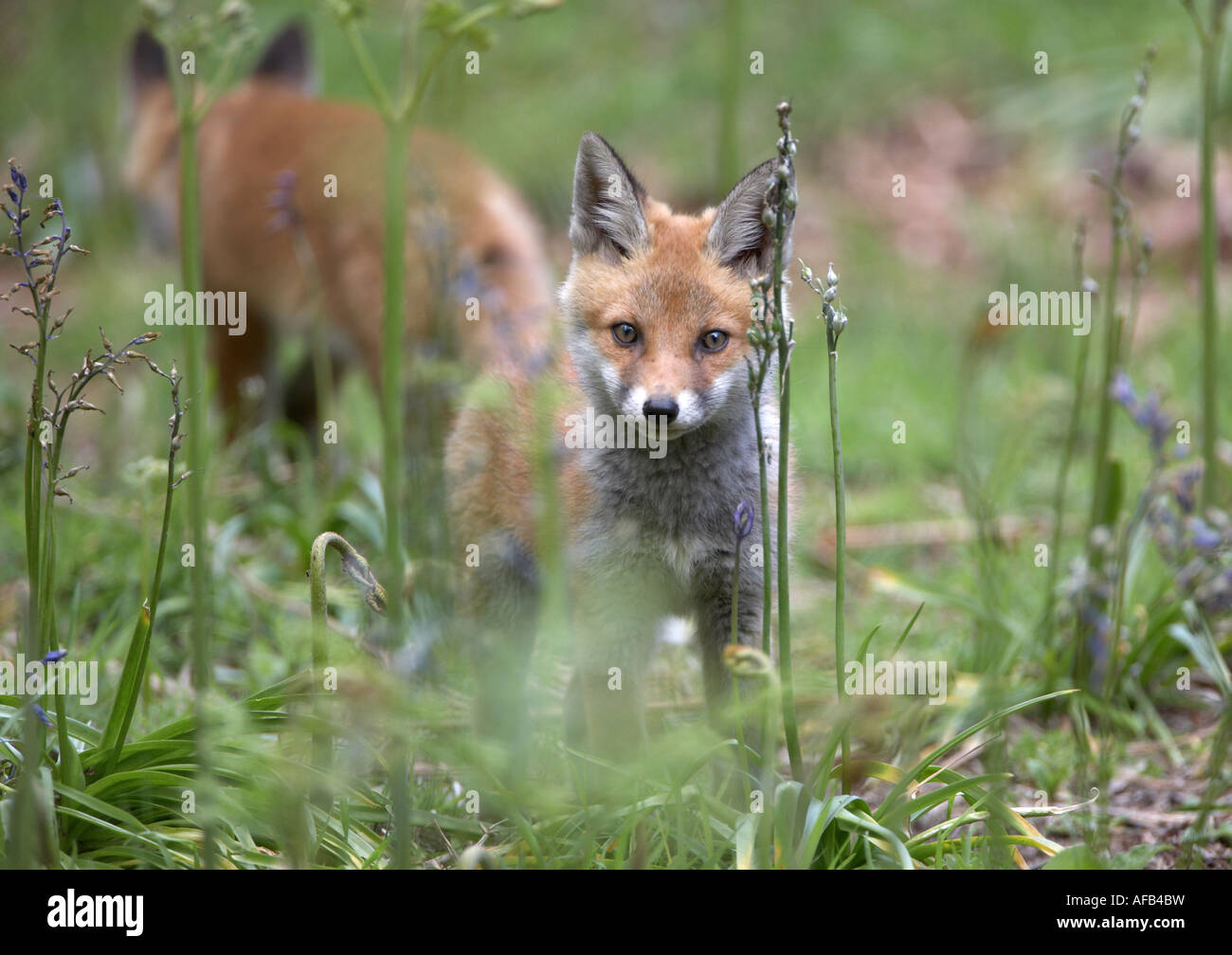 Red Fox Cub (Vulpes vulpes Stock Photo - Alamy