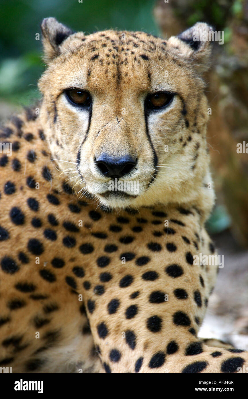 King Cheetahs High Resolution Stock Photography and Images - Alamy