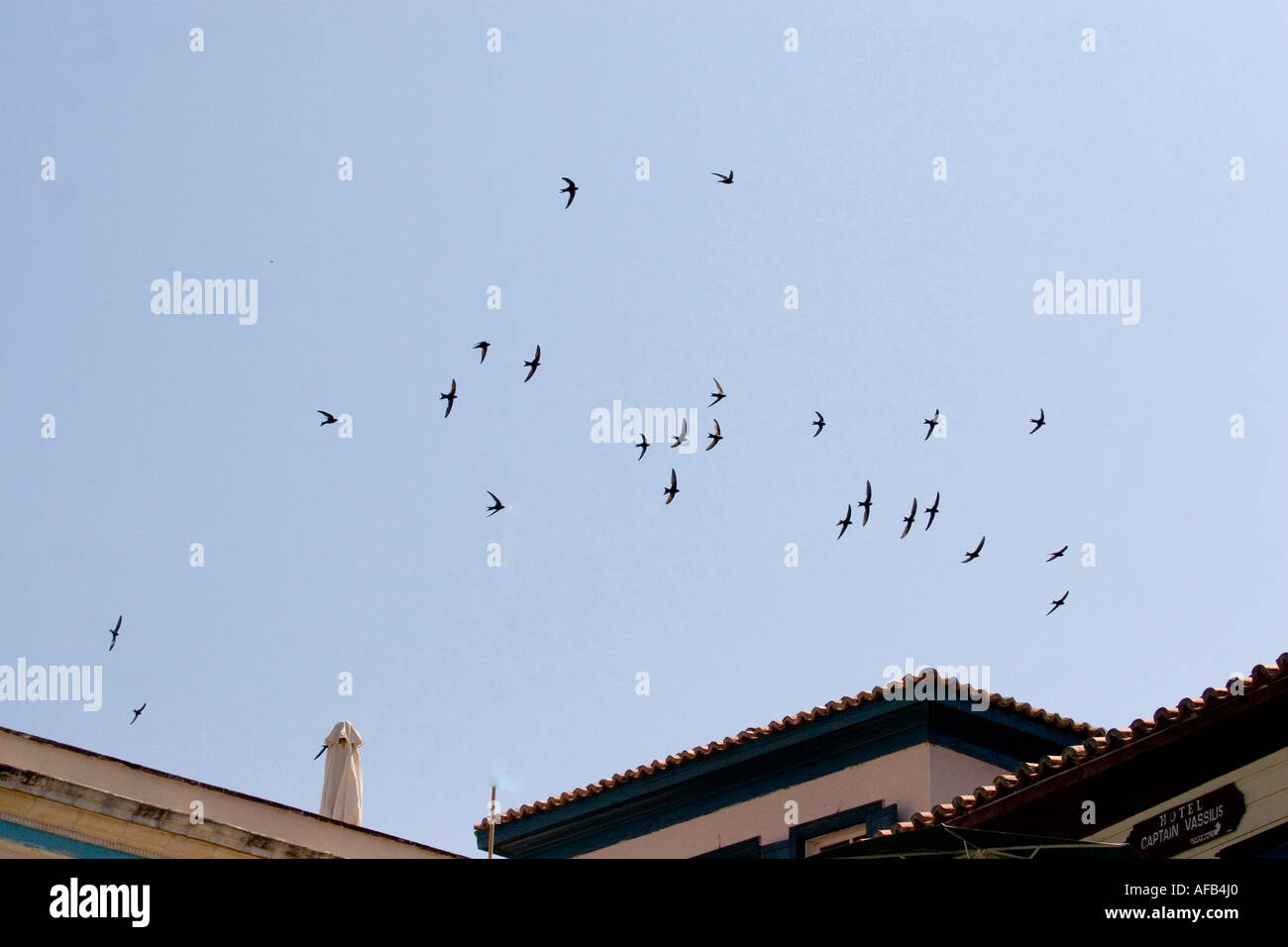 Flying swifts hi-res stock photography and images - Alamy