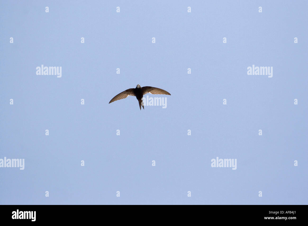 Swift apus flock hi-res stock photography and images - Alamy