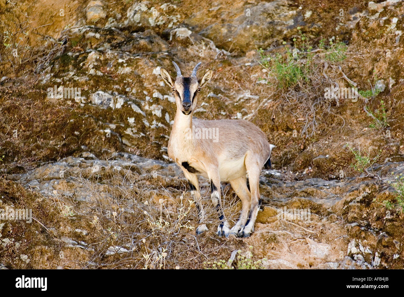 female ibex photographed in the samaria gorge on the greek island of ...
