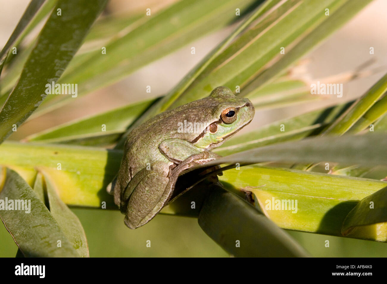 Common Tree Frog Hyla arborea photographed on crete Stock Photo - Alamy