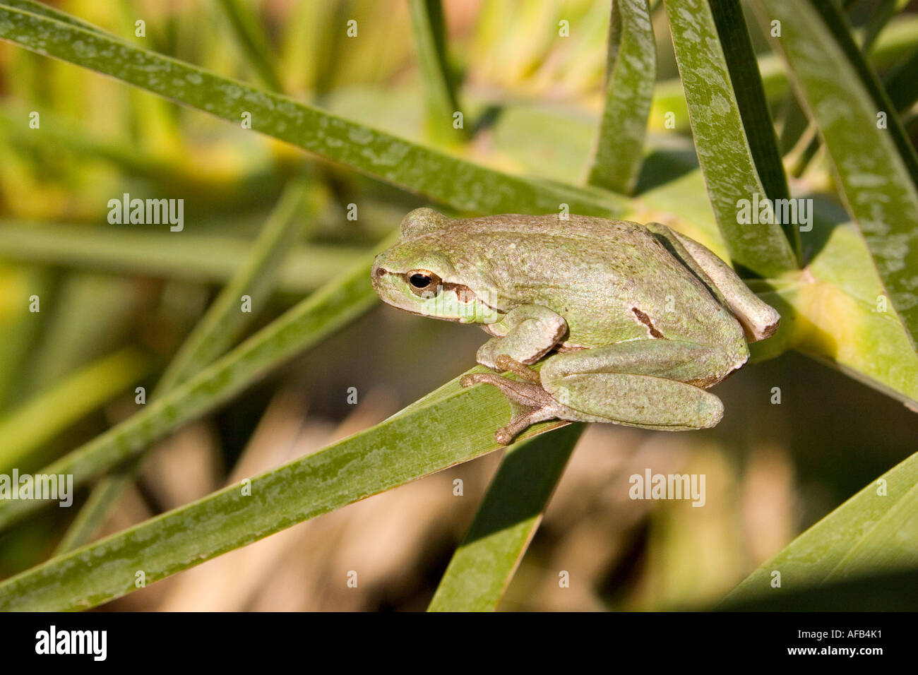 Common Tree Frog Hyla arborea photographed in Crete Stock Photo - Alamy