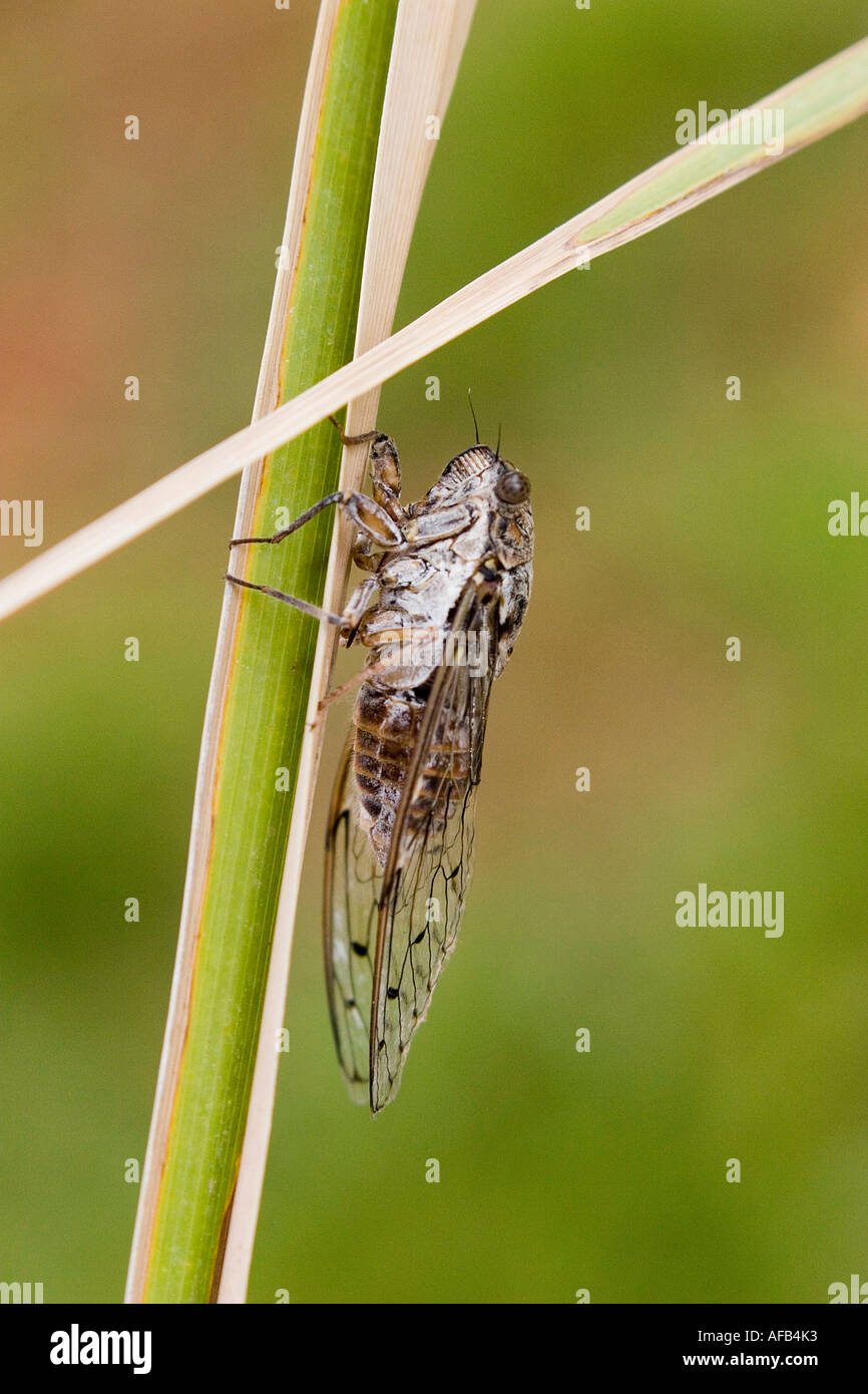 Crete cicada hi-res stock photography and images - Alamy