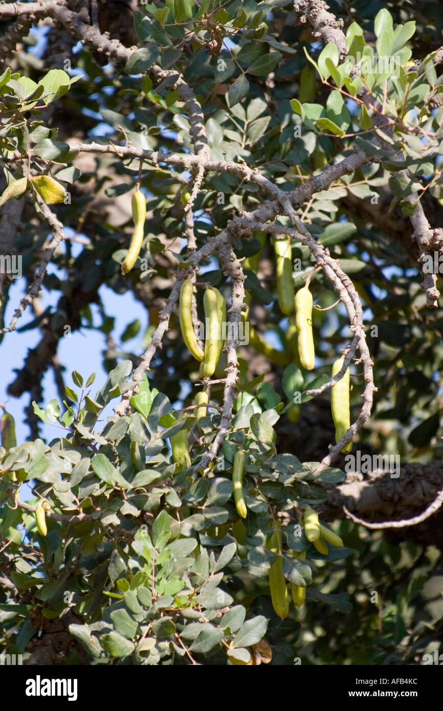 carob or Locust Tree Ceratonia siliqua taken on Crete Stock Photo - Alamy
