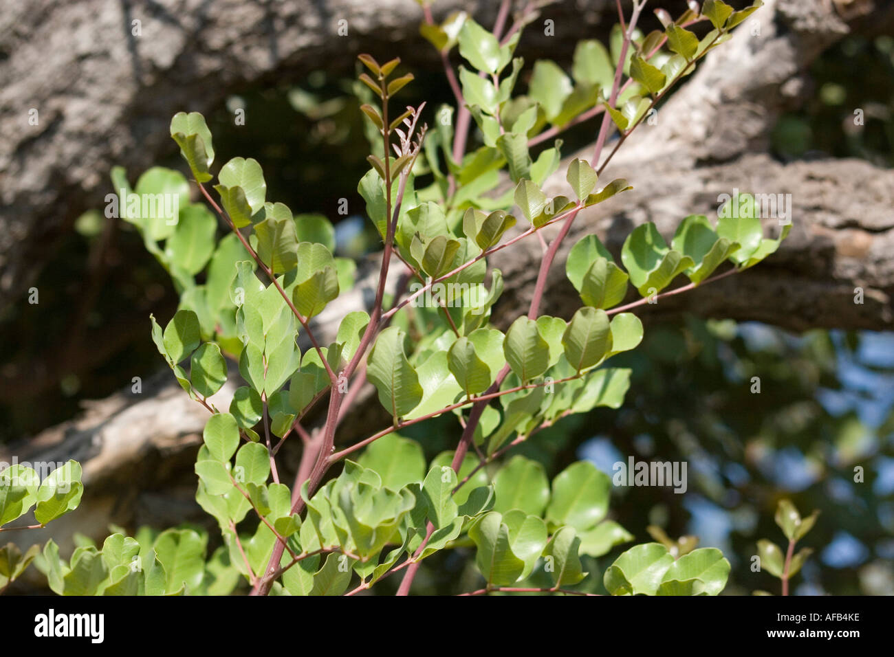 Carob tree locust tree hi-res stock photography and images - Alamy