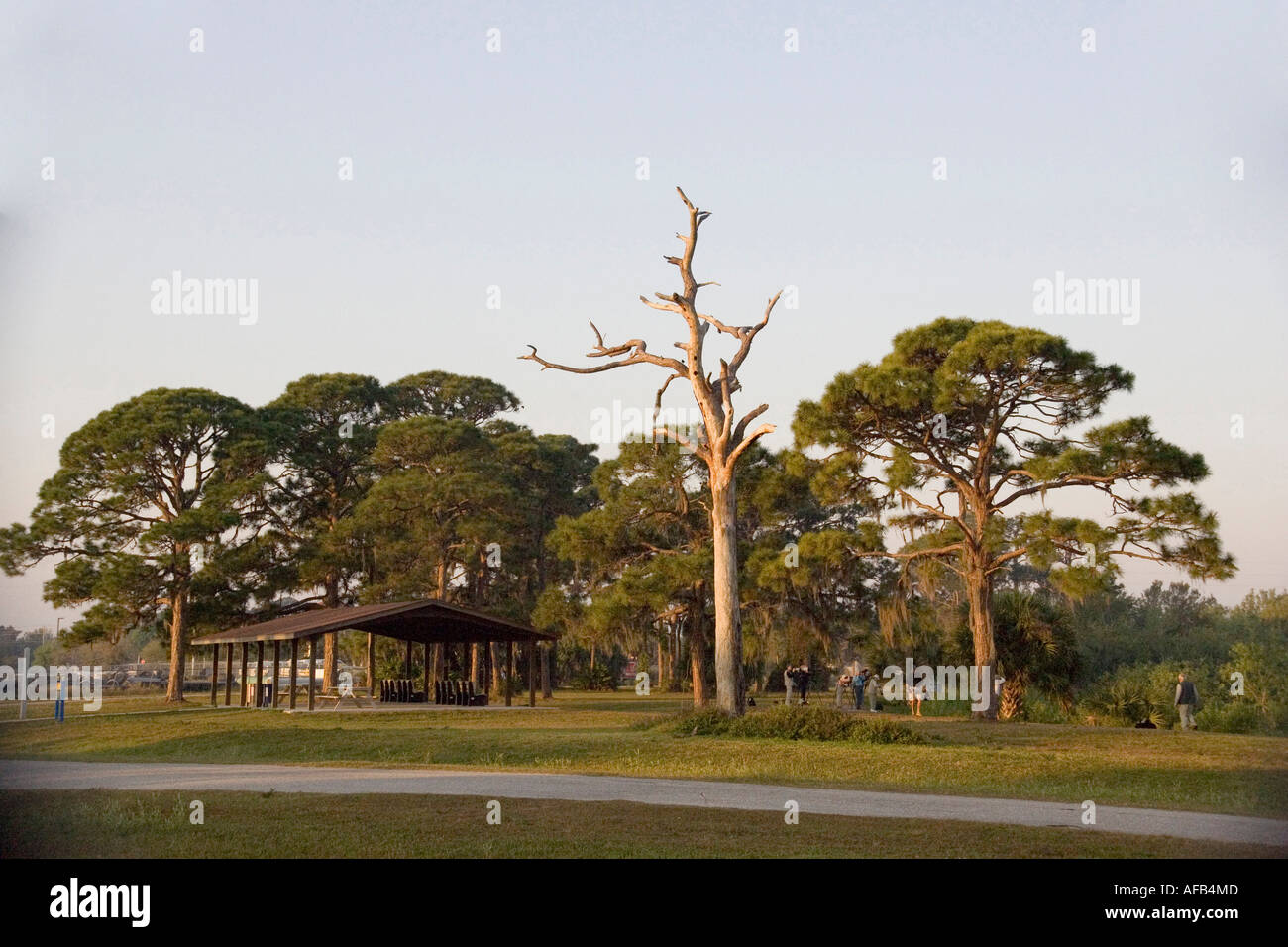 Slash pine trees hi-res stock photography and images - Alamy