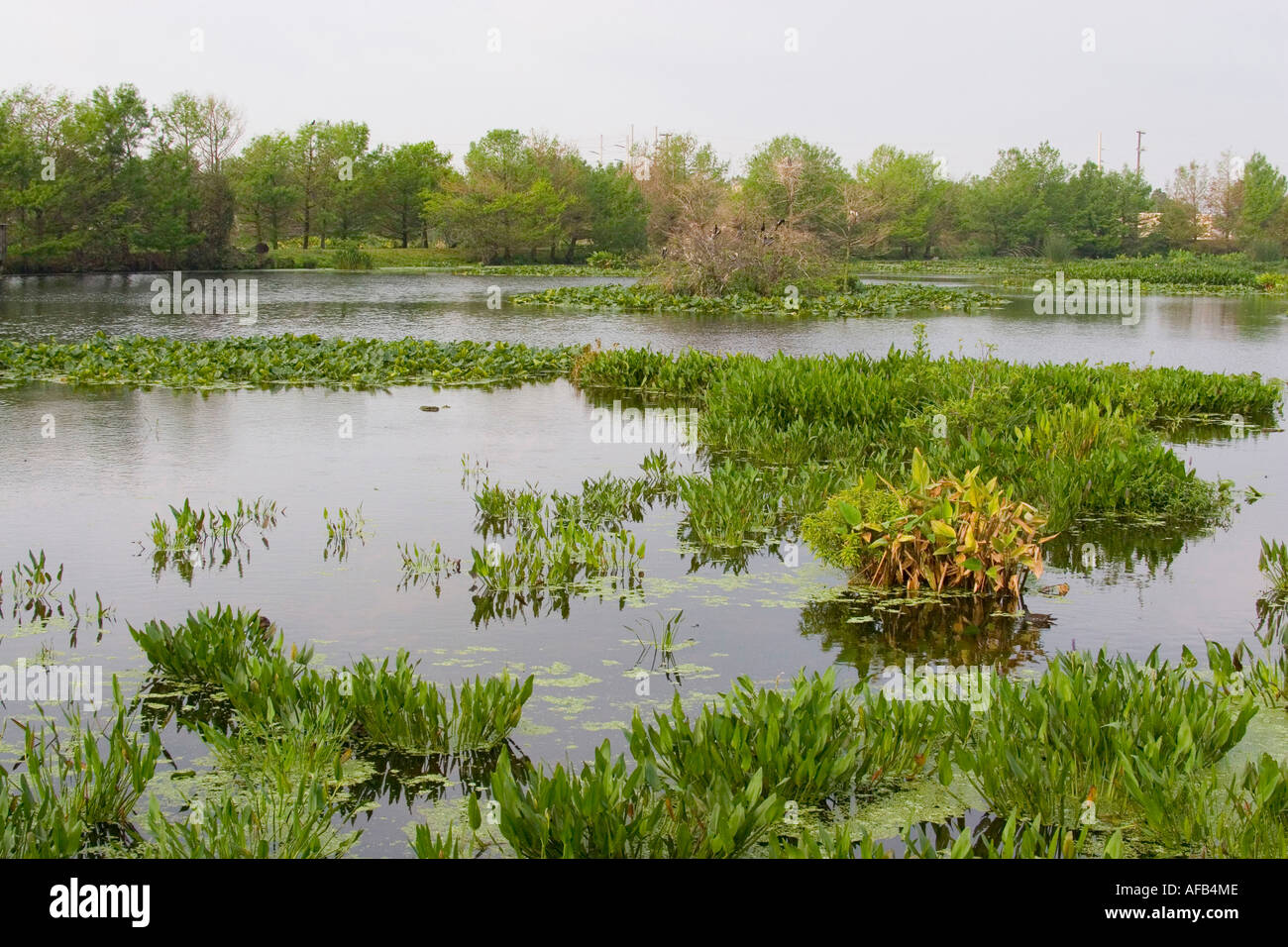 Wakodahatchee a man made wetland habitat in Florida Stock Photo - Alamy