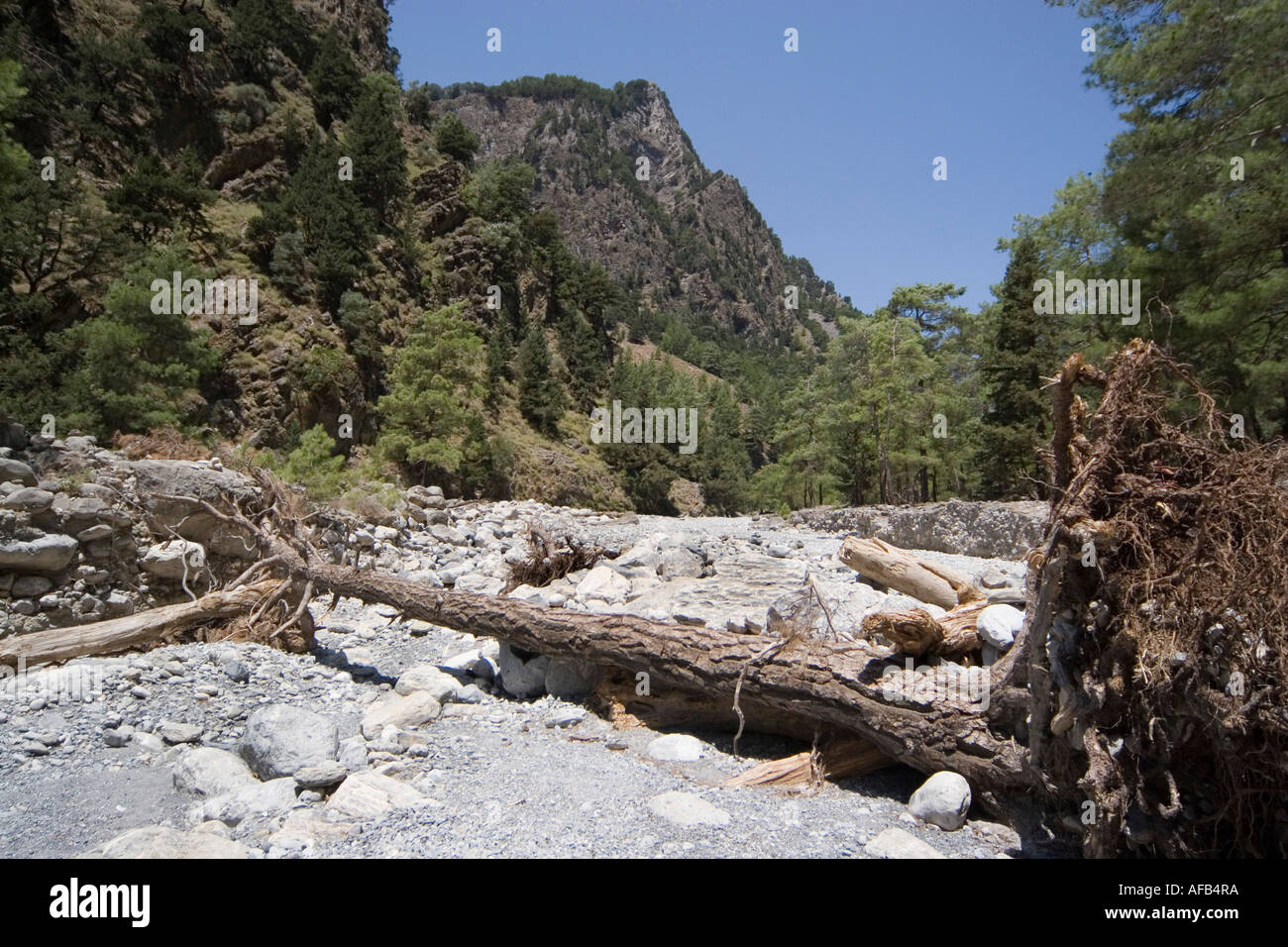 washed up tree trunk in the samaria gorge on the greek island of crete ...