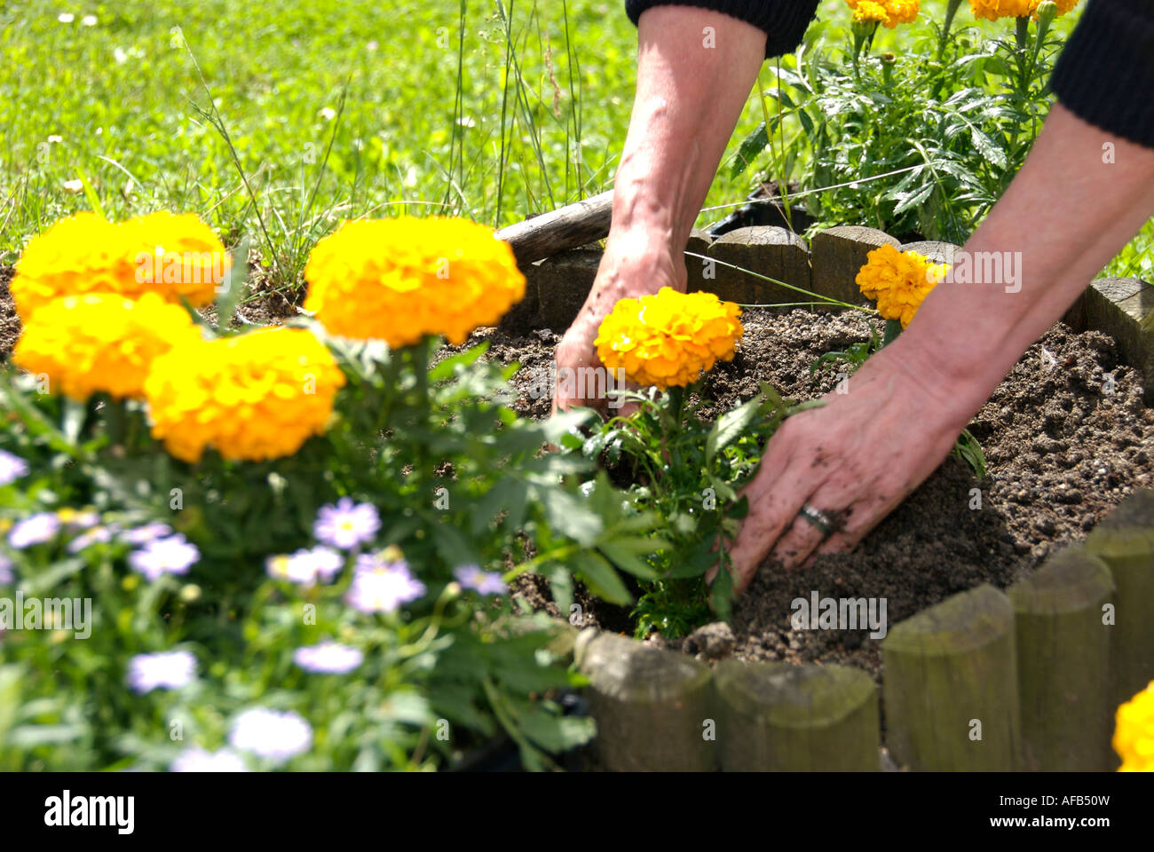 Gardener planting flowers Stock Photo - Alamy
