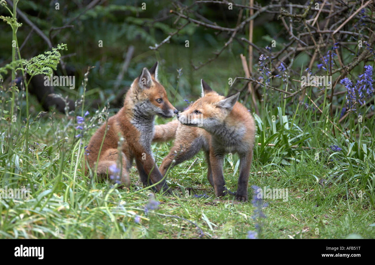 Red Fox cubs playing (Vulpes vulpes Stock Photo - Alamy
