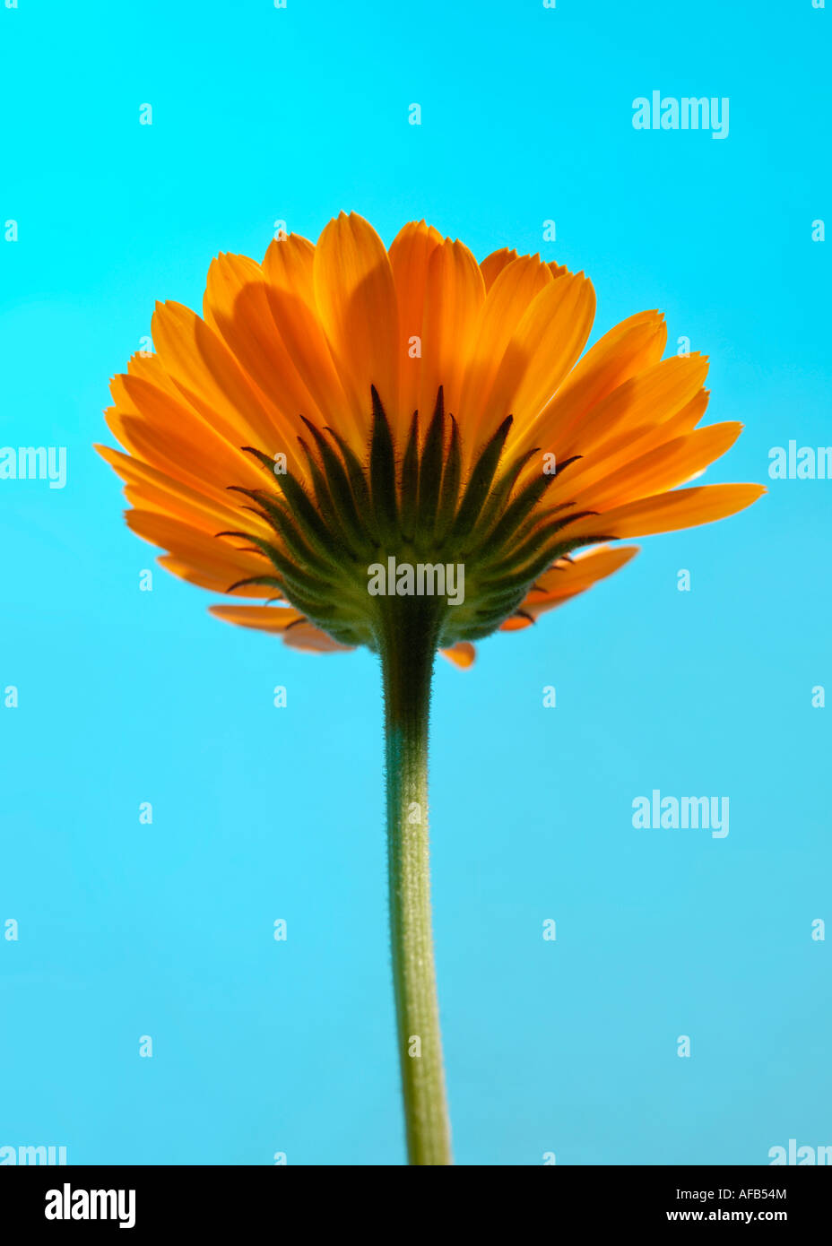 Underneath daisy flower hi-res stock photography and images - Alamy