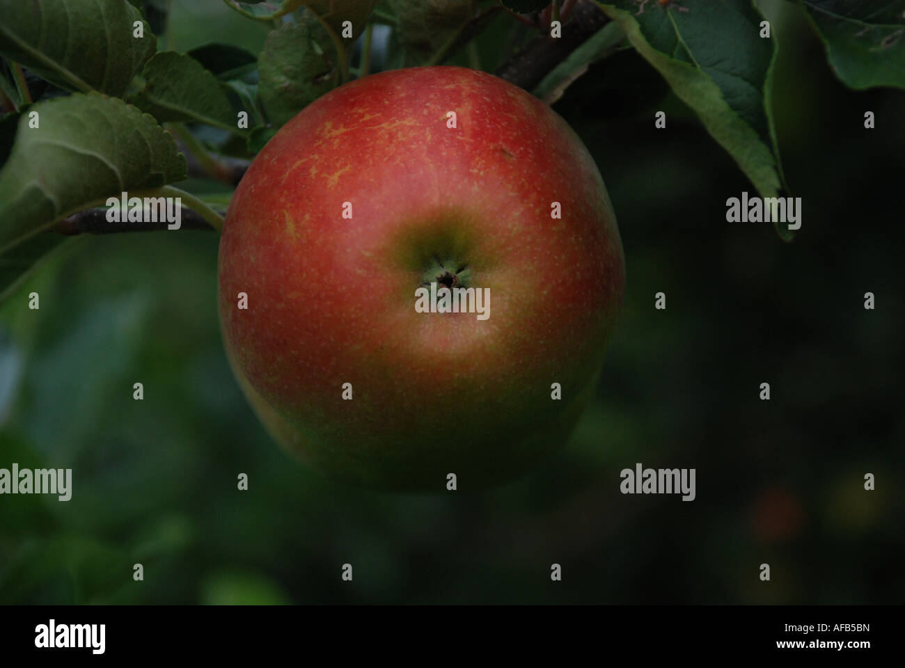 Roter apfel red apple hi-res stock photography and images - Alamy