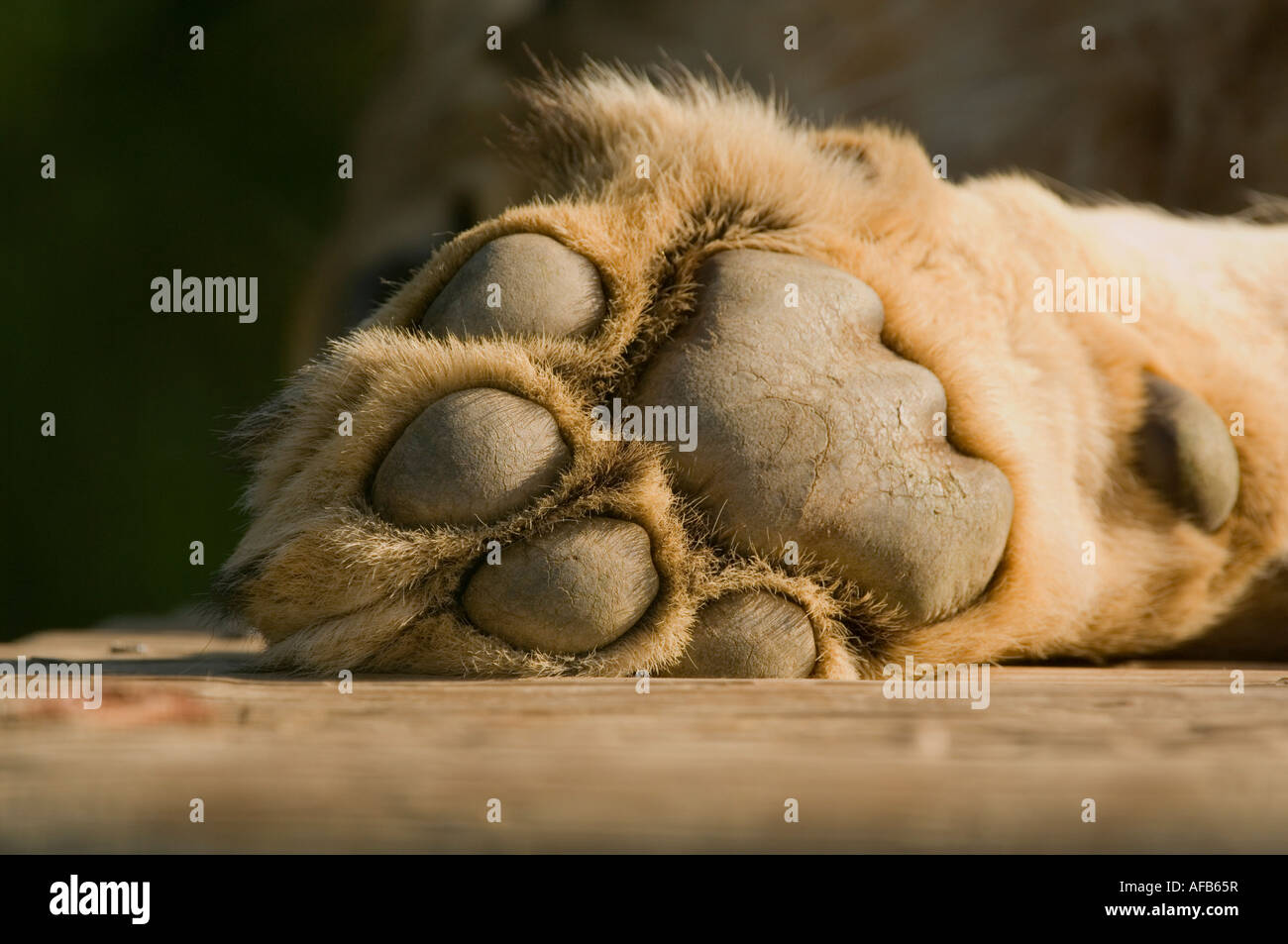 Lion pads hi-res stock photography and images - Alamy