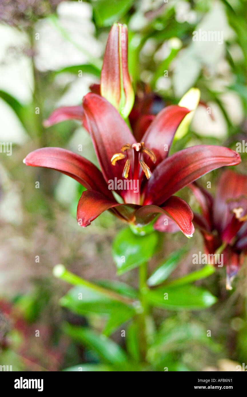 Landini lily hi-res stock photography and images - Alamy