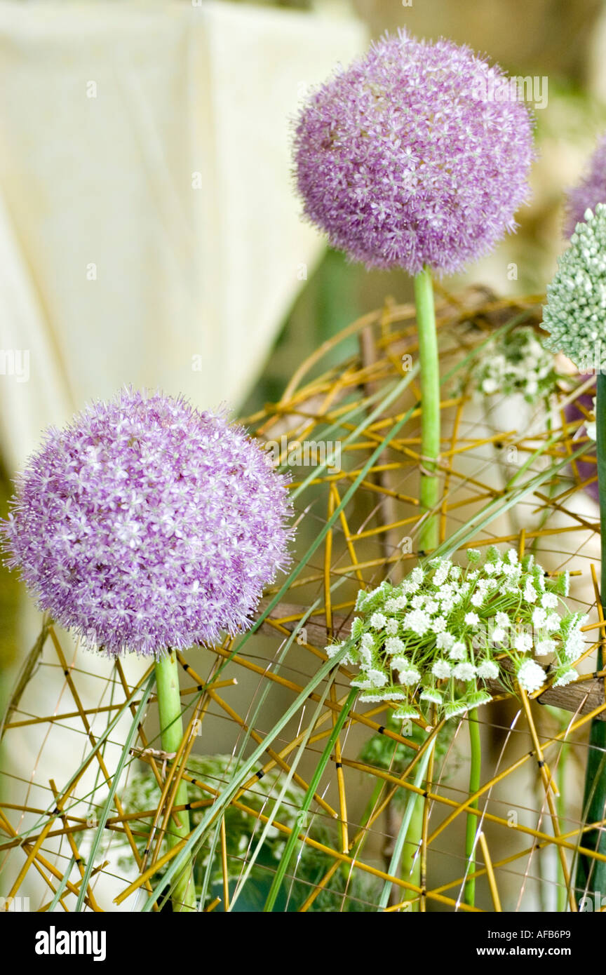 Flower arrangement of violet decorative garlic Stock Photo - Alamy