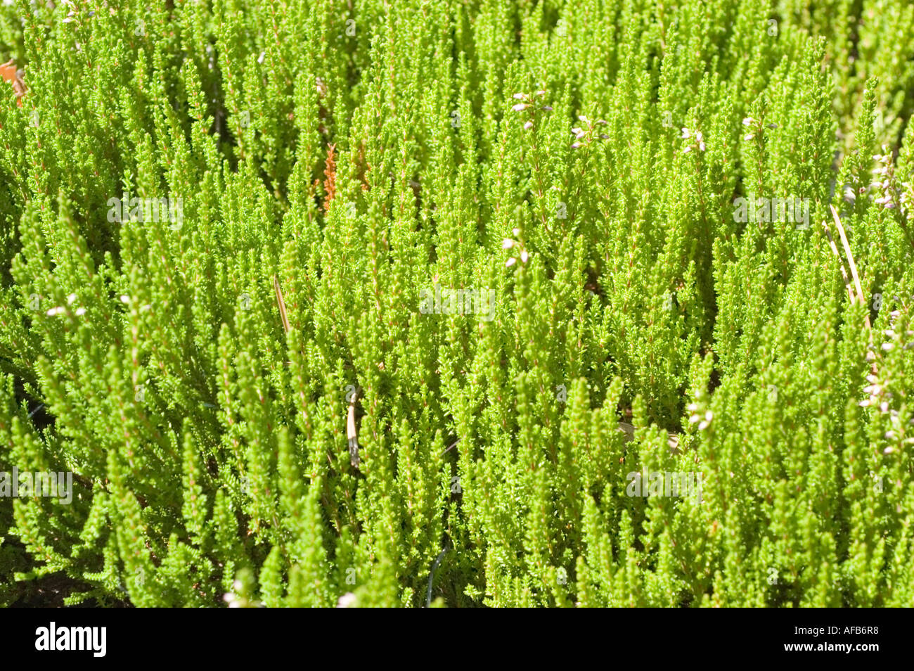 Ericaceae plant hi-res stock photography and images - Alamy