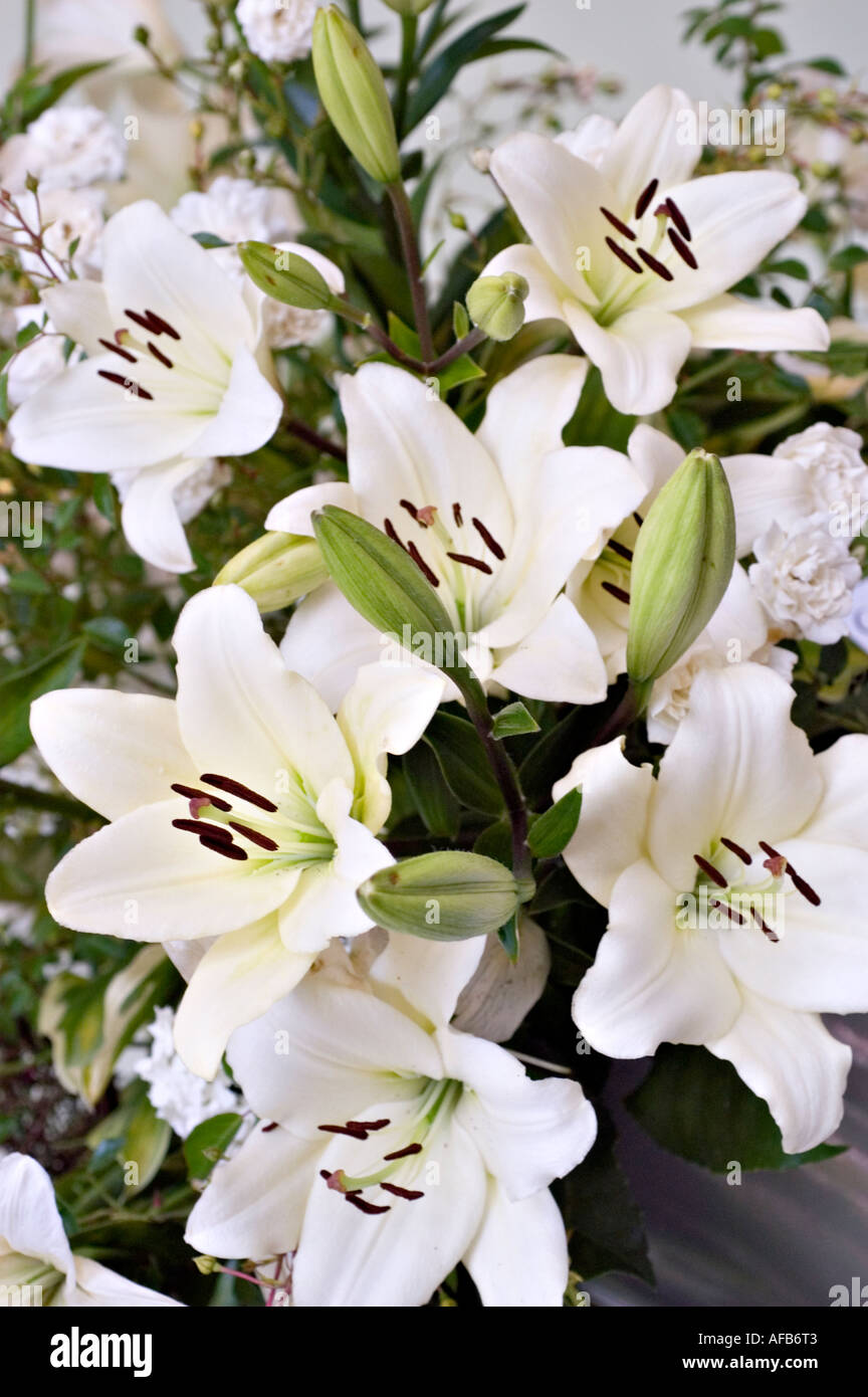 Flower arrangement of white daylily or day lily Courier lilaceae lilium ...